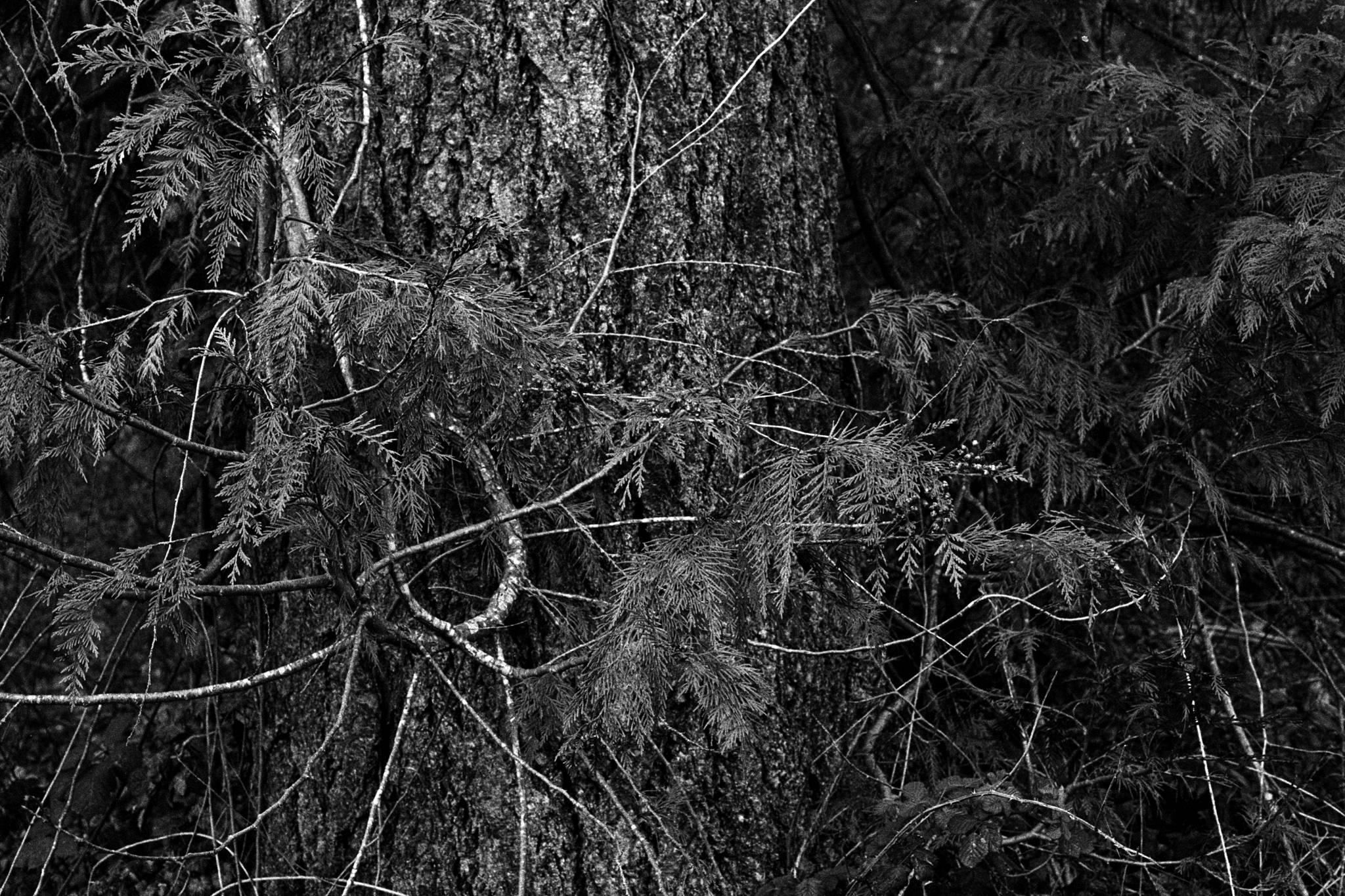 olympia, kentmere 100, and stand development. – Steven Lawrence Pictures