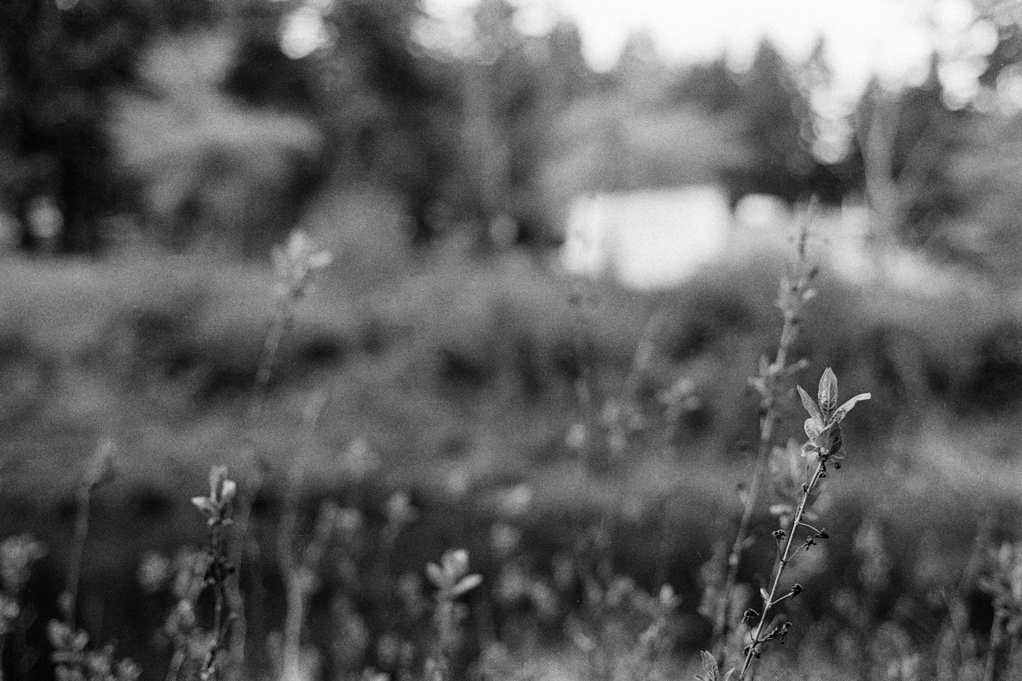 olympia, kentmere 100, and stand development. – Steven Lawrence Pictures