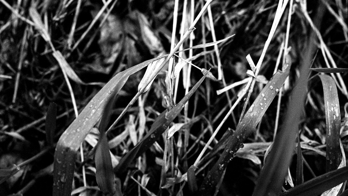 elma gate road w, may 2, 400tx. – Steven Lawrence Pictures