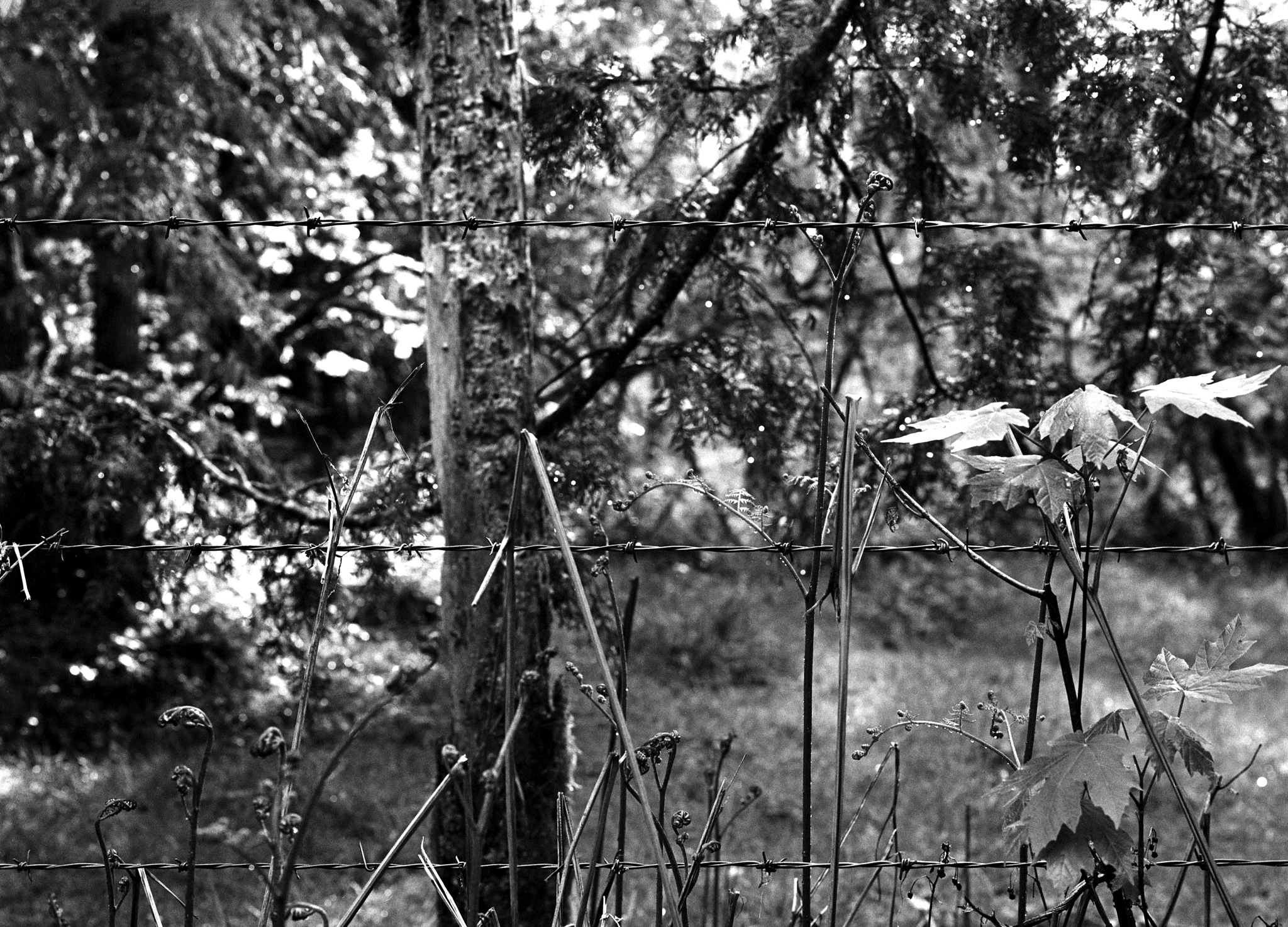 elma gate road w, may 2, 400tx. – Steven Lawrence Pictures