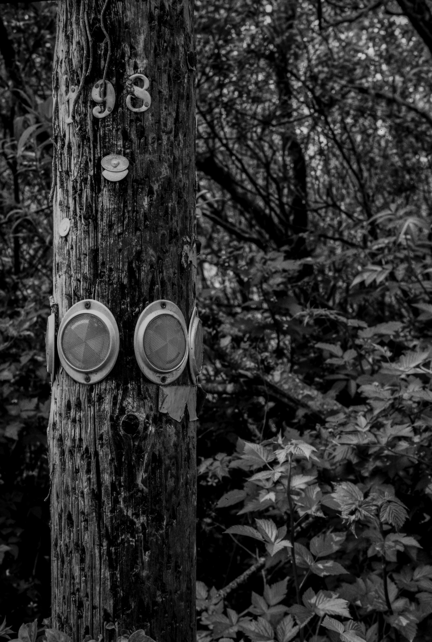 grayland, wa. may 24, fomapan r100. – Steven Lawrence Pictures